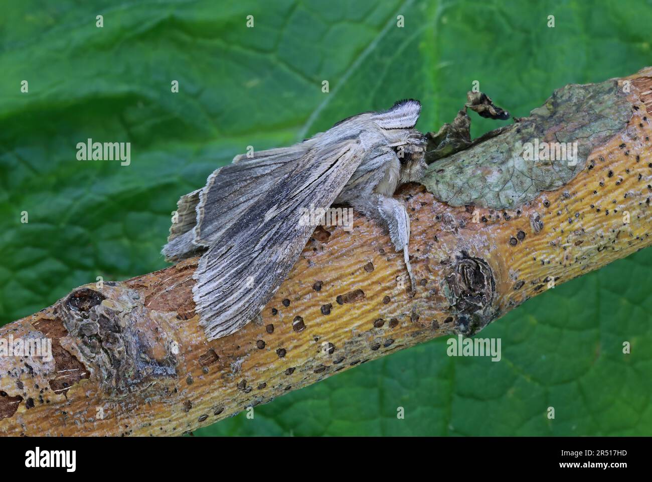 The Shark moth (Cucullia umbratica) adult at rest on branch, showing ...