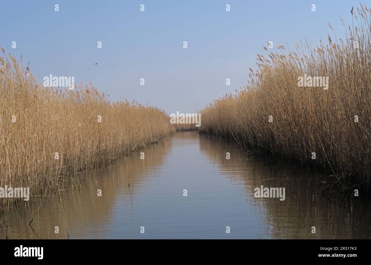 view along gap in reedbed on broad, Common Reed (Phragmites australis ...