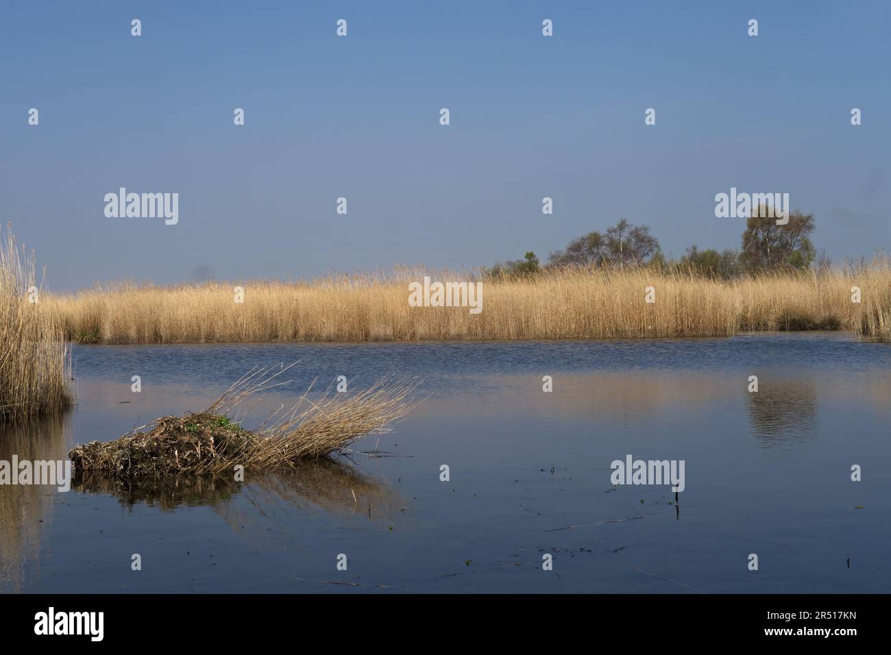 view along reedbed on broad, Common Reed (Phragmites australis ...