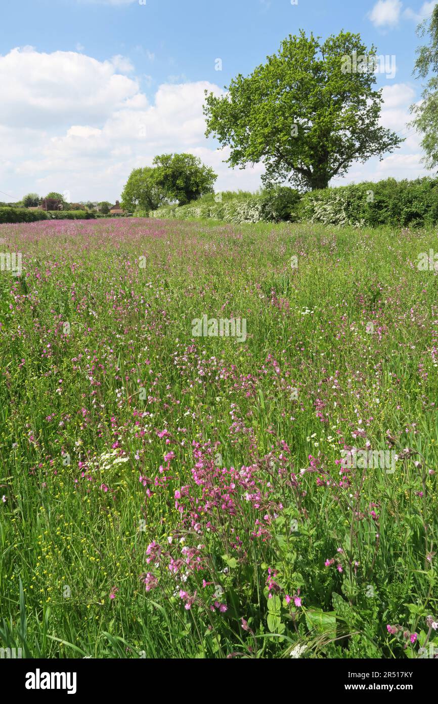 wildflower meadow Lessingham, Norfolk, Uk, May Stock Photo - Alamy