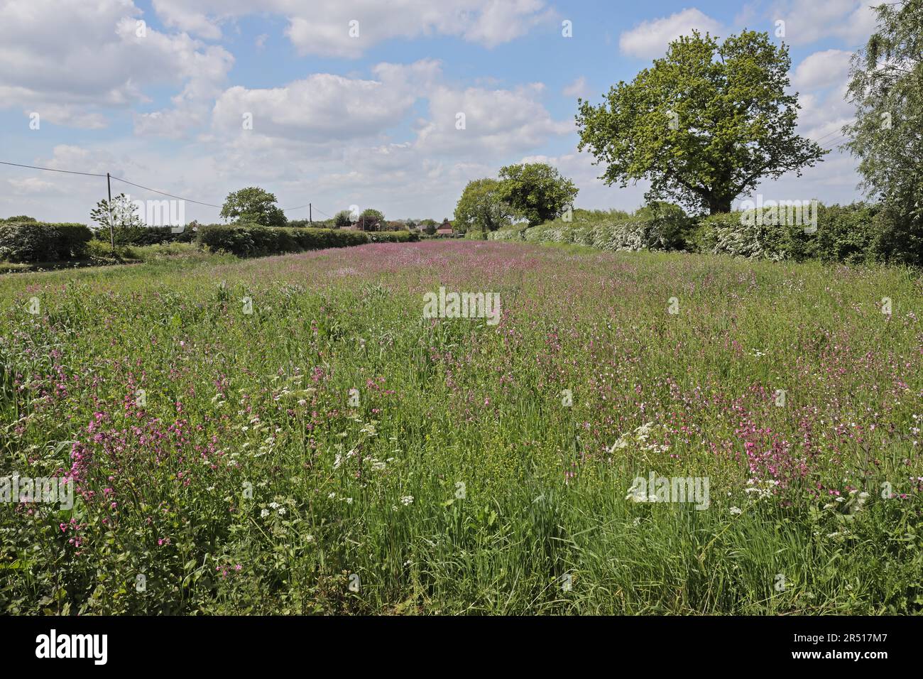 wildflower meadow Lessingham, Norfolk, Uk, May Stock Photo - Alamy