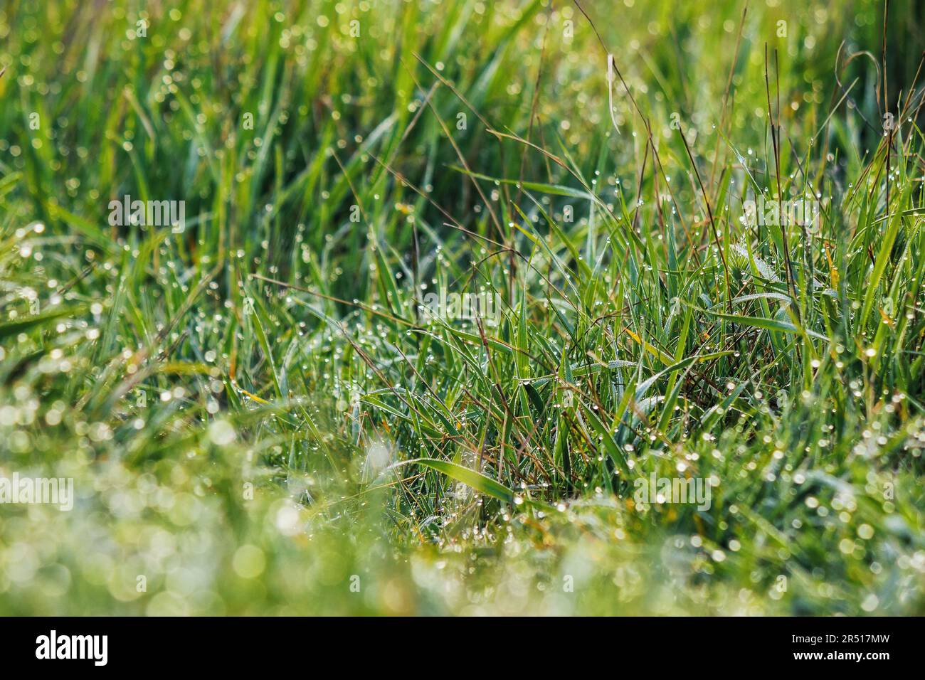 wet meadow background. grass field in spring Stock Photo - Alamy