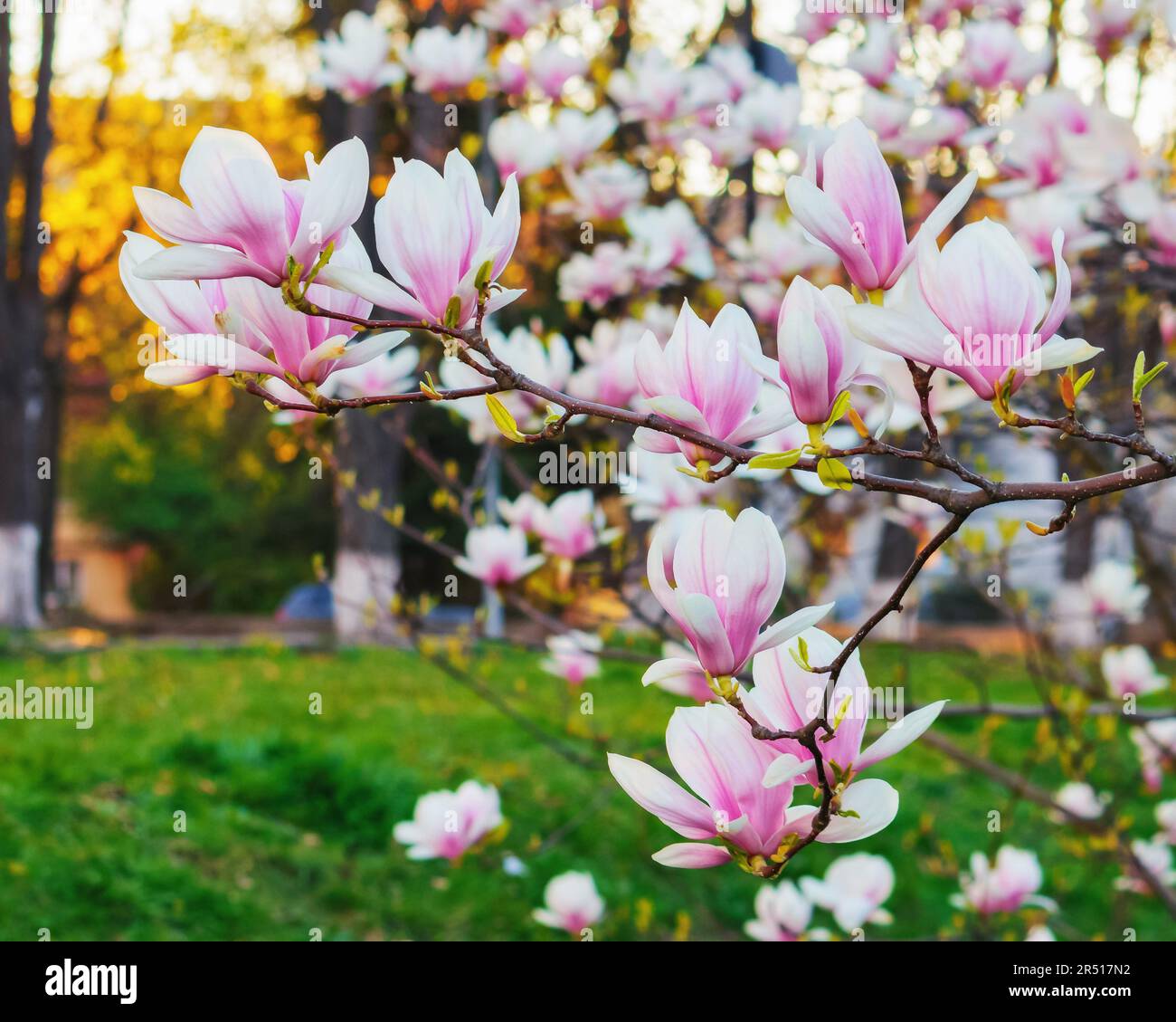 lush blossom of magnolia. spring holiday background Stock Photo - Alamy