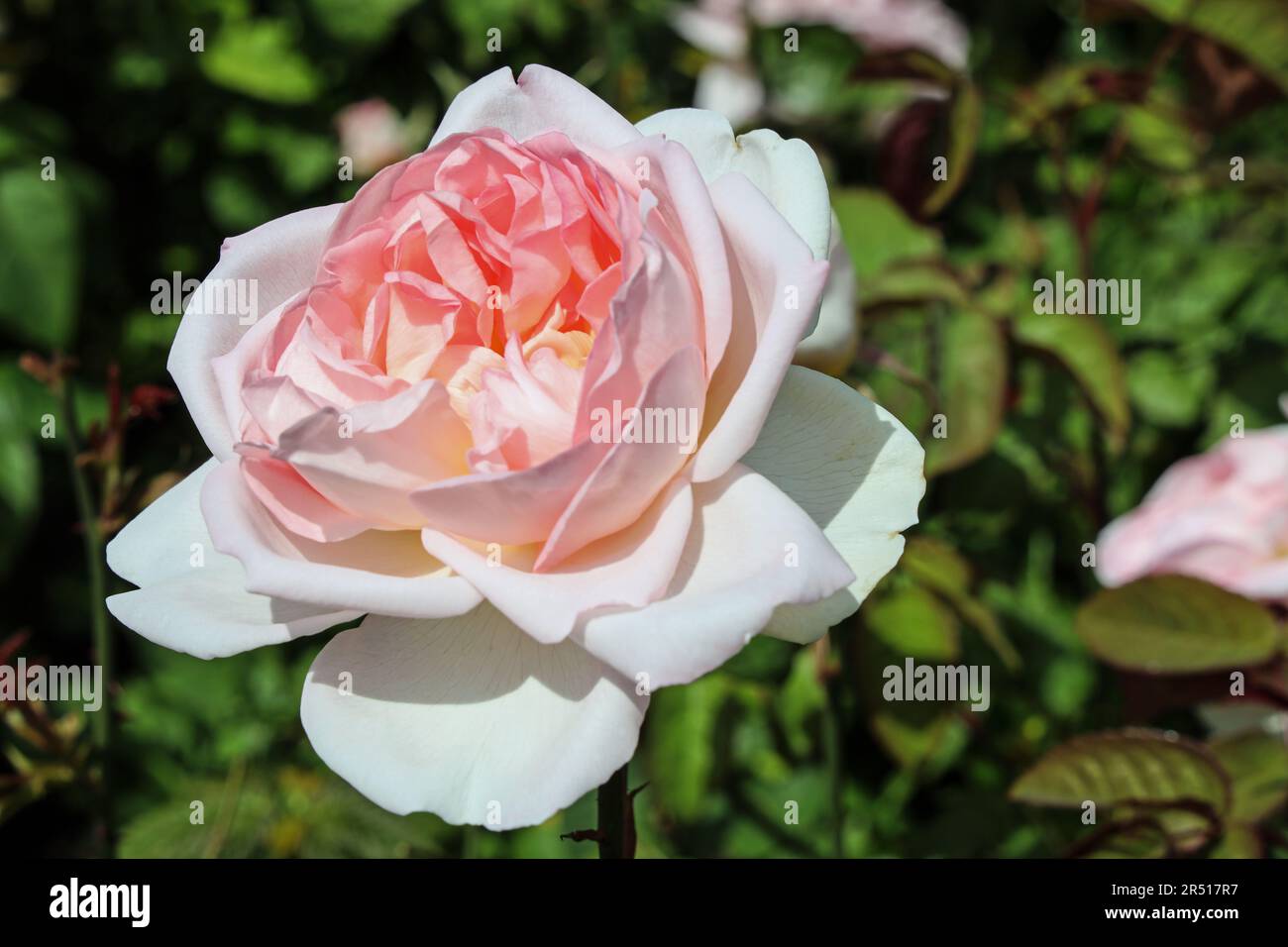 A beautiful soft Duchesse d Angouleme Rose sof and pink in the Rose ...
