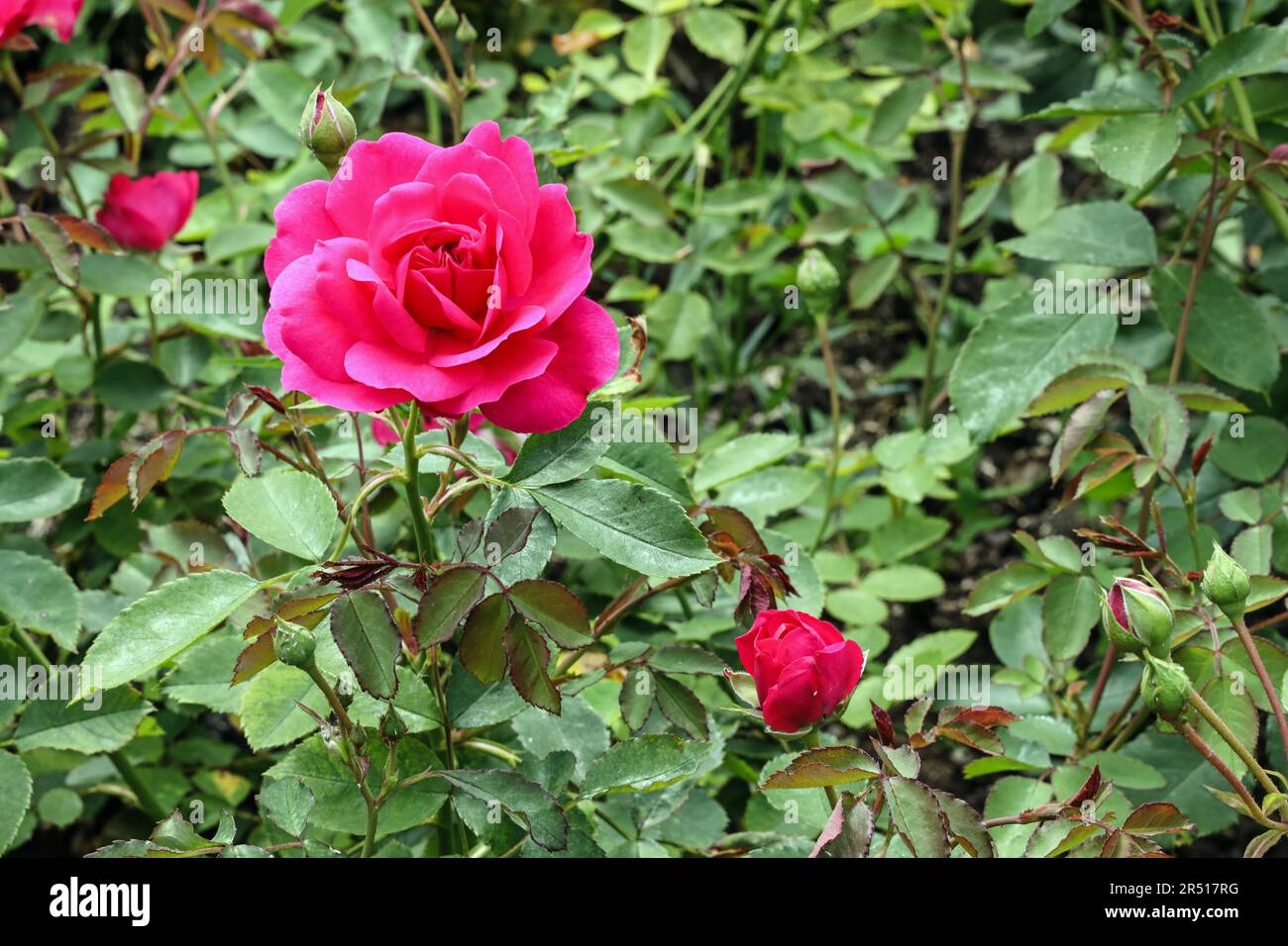 A beautiful vivid pink Sir John Betjiman Rose in the formal gardens at ...