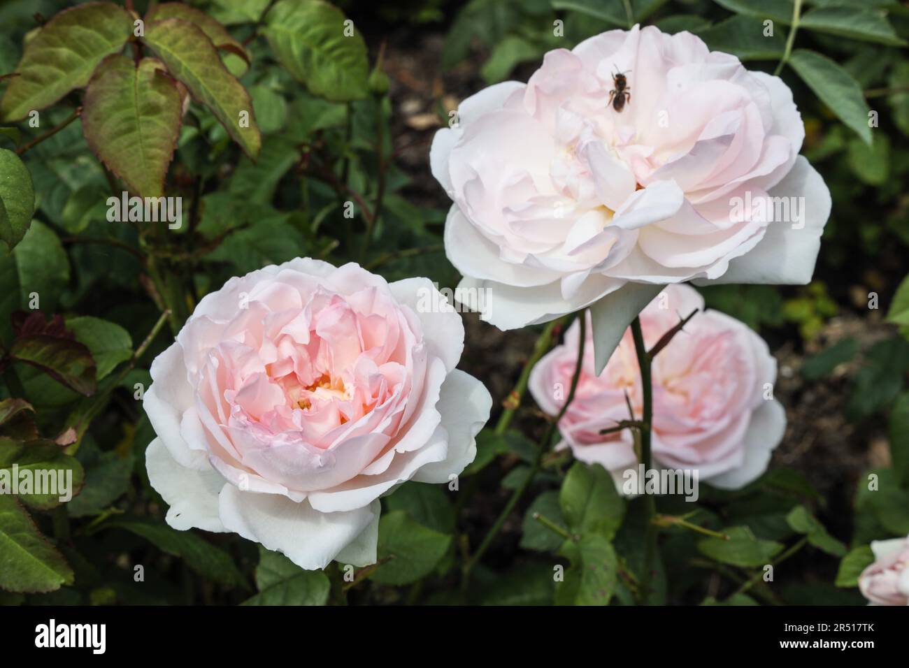A beautiful soft Duchesse d Angouleme Rose sof and pink in the Rose ...