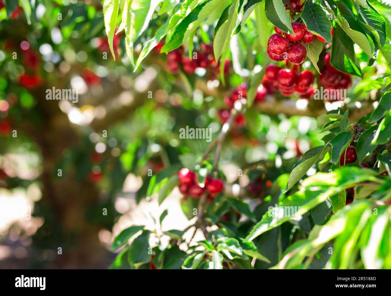 branches of cherry trees with berries in garde Stock Photo - Alamy