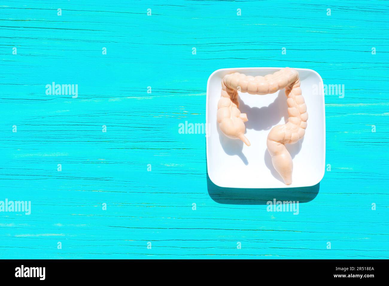 Toy replica of the human intestine placed on a white tray, set on a ...