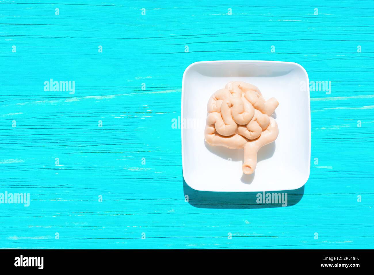 Anatomical replica of the human intestine on a white tray placed on a ...