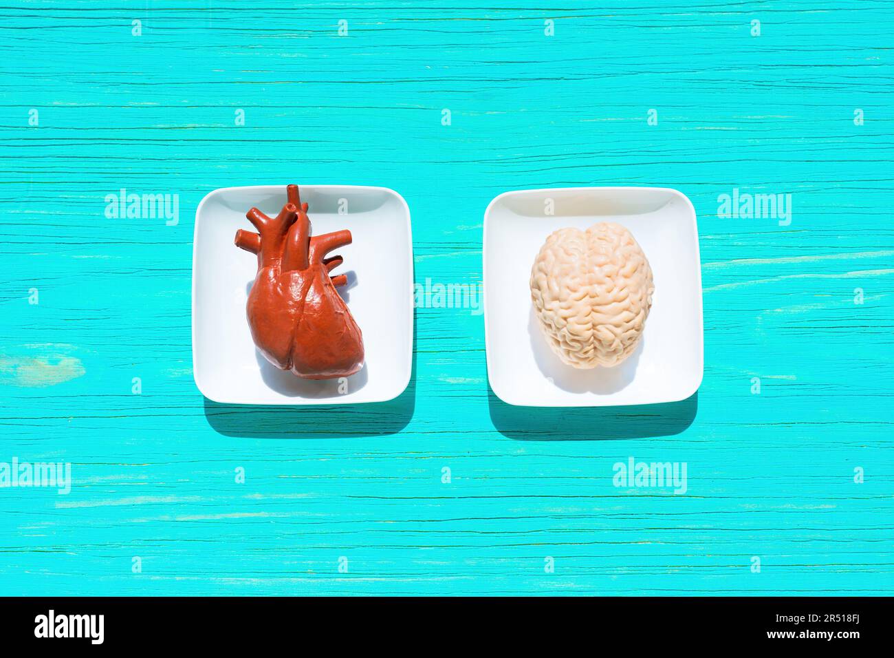 Miniature replicas of human heart and brain placed on white trays, set ...