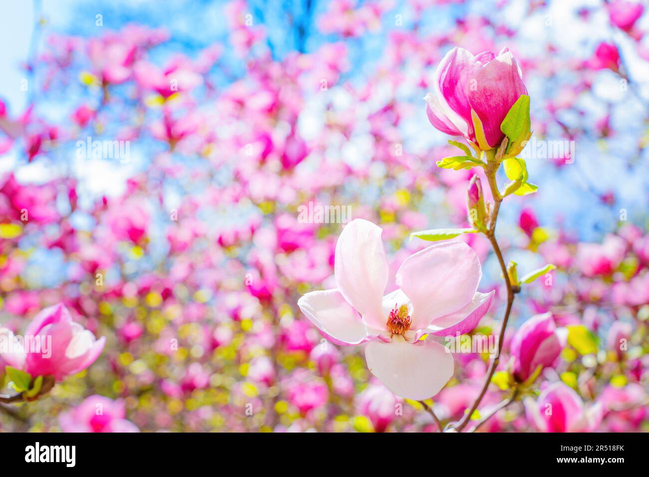 Delicate beauty of a fully bloomed pink magnolia flower in a lush ...