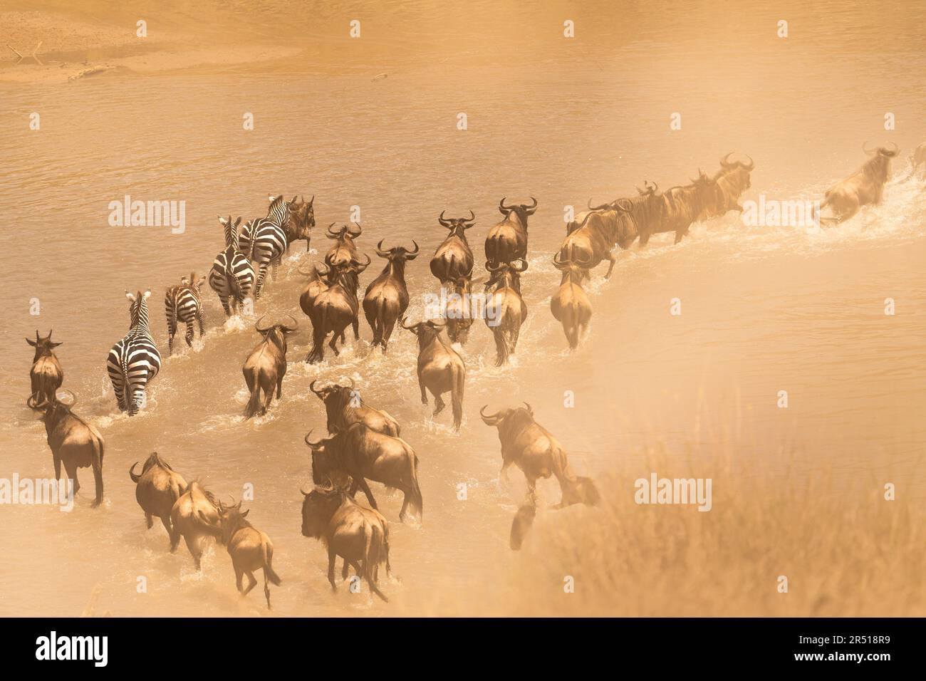 THRILLING images of the Great Wildebeest Migration have been captured ...