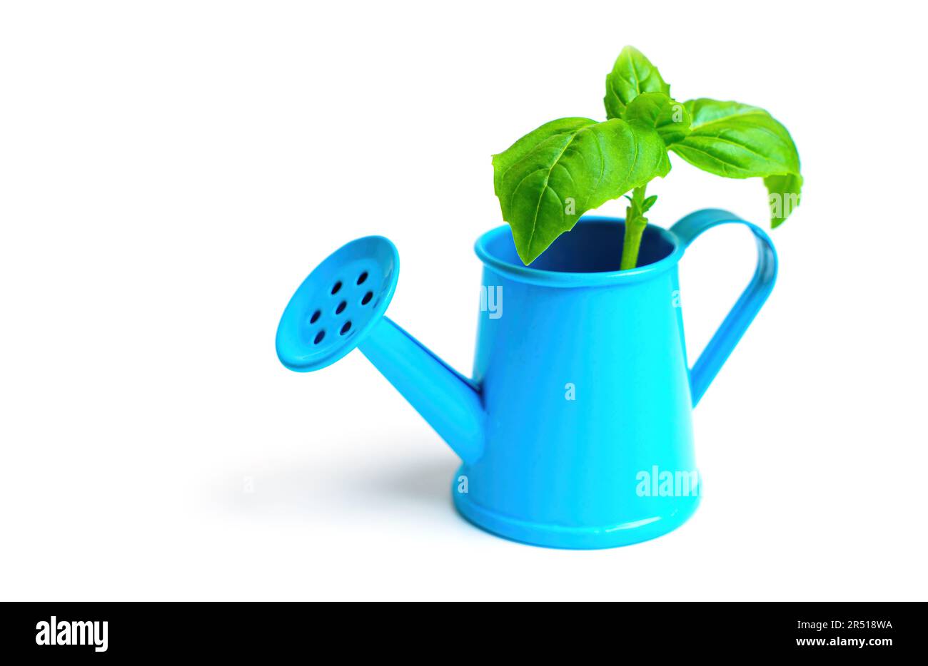 Close-up of a miniature blue watering can with a fresh young sprout ...