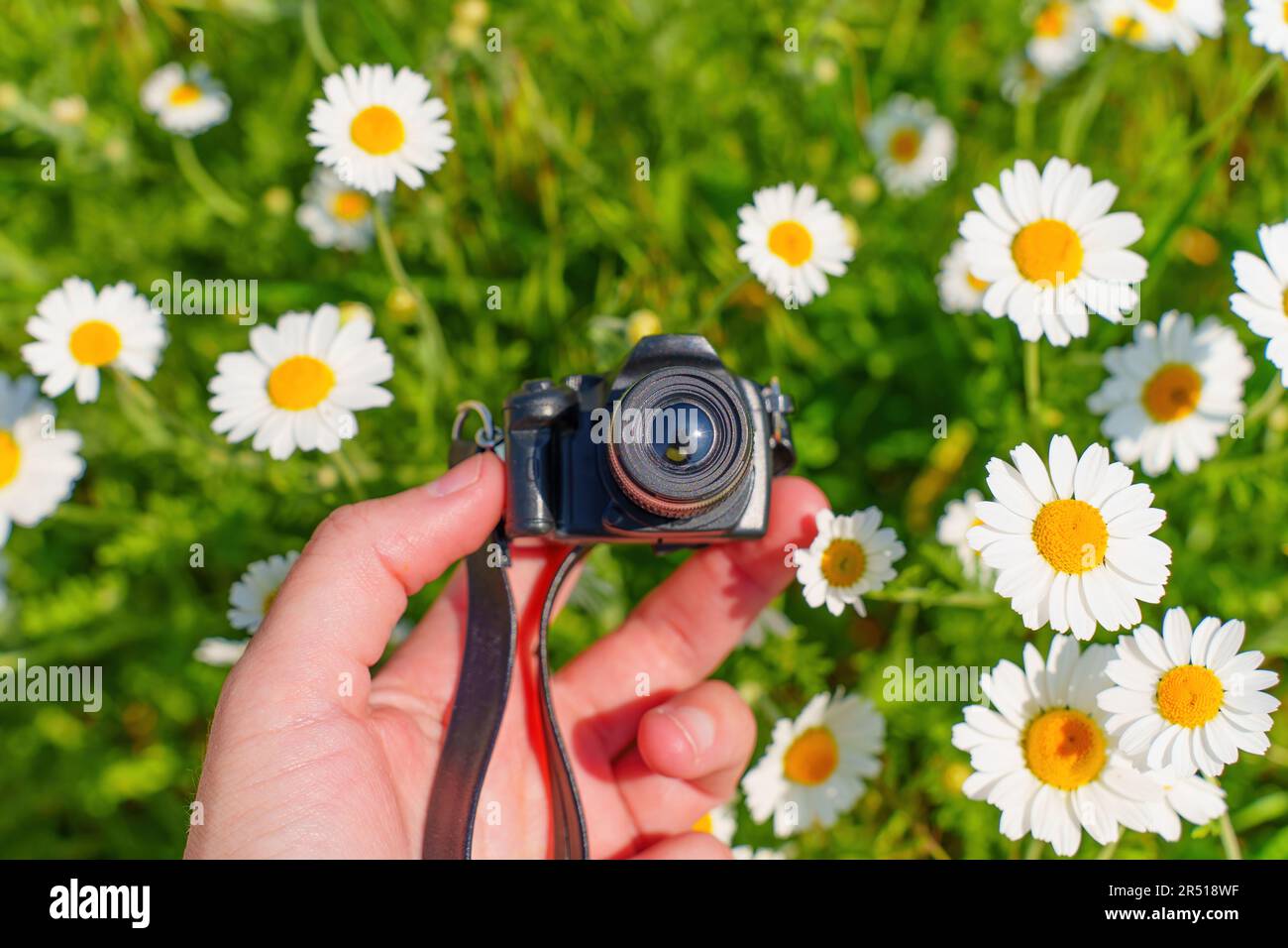Miniature toy camera held in a hand, set against a picturesque daisy ...