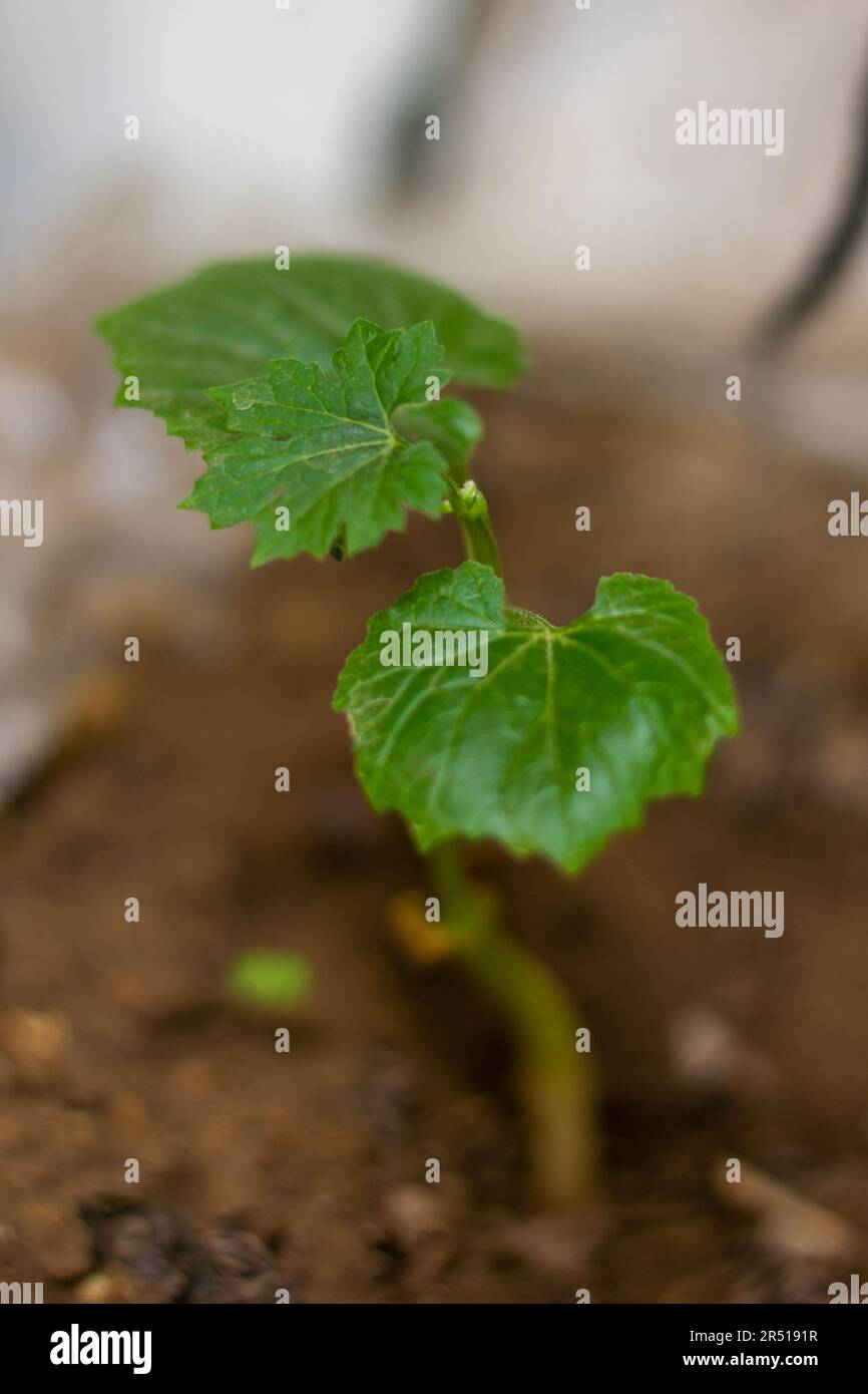 Tiny green sprout seedling hi-res stock photography and images - Alamy