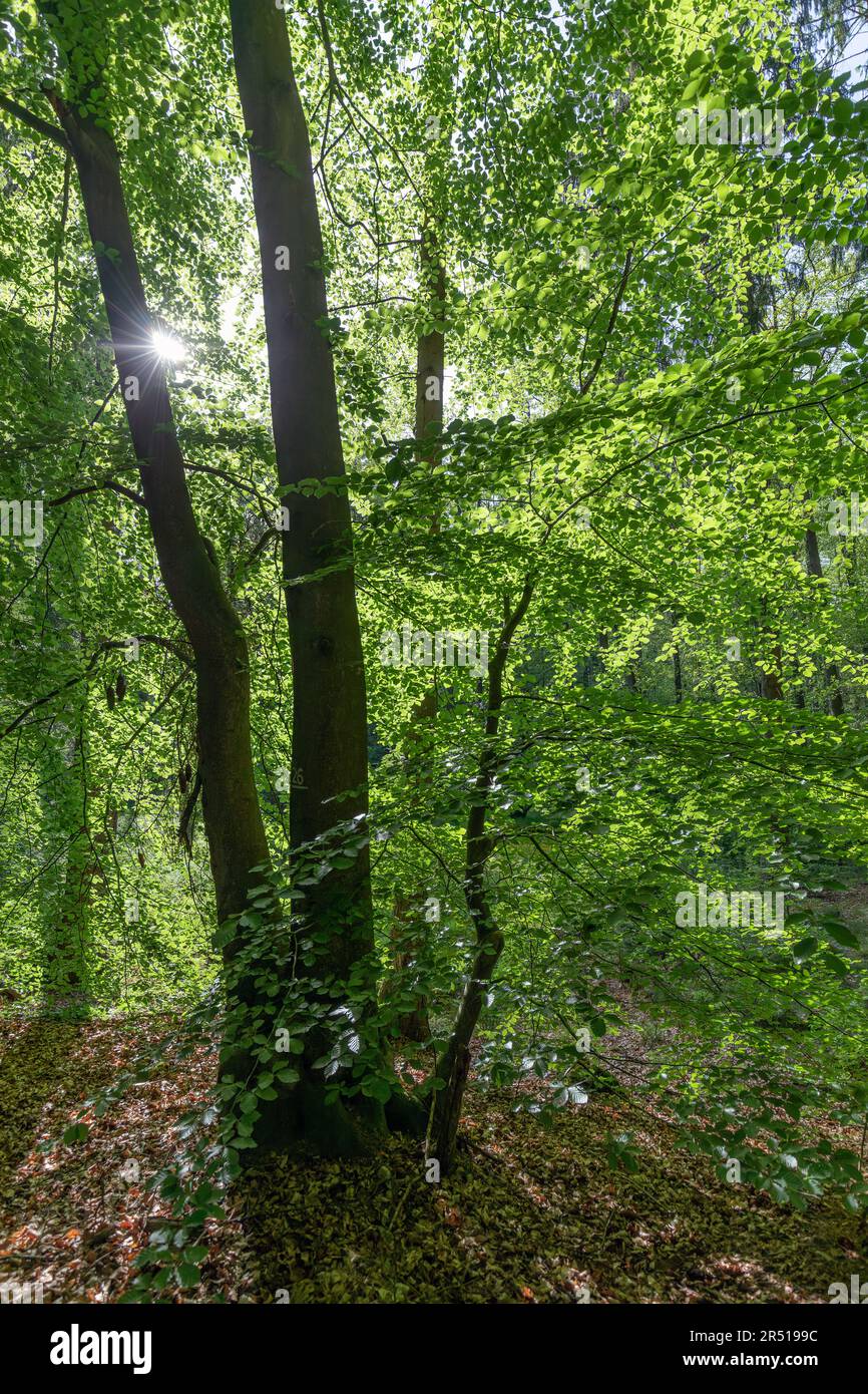 beech trees in the summery mixed forest Stock Photo - Alamy