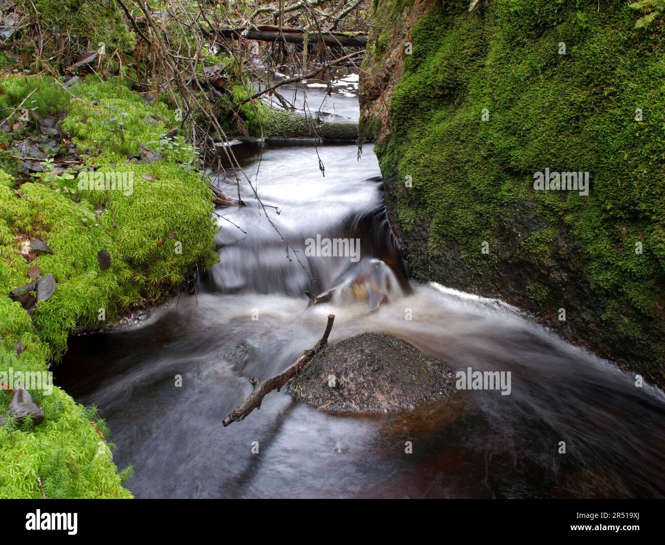 cold stream flows among huge boulders covered with green moss, forest ...