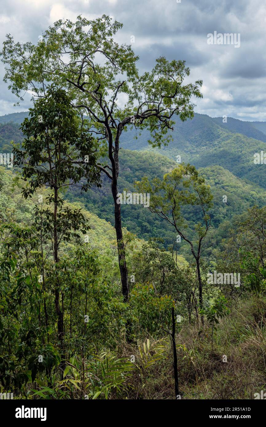 The forest near Wallaman Falls, Girringun National Park, Queensland ...