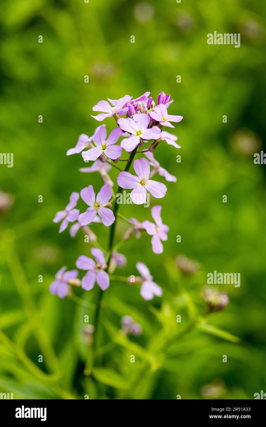 Hesperis matronalis, Dames Rocket flowers in late spring, Dorset ...