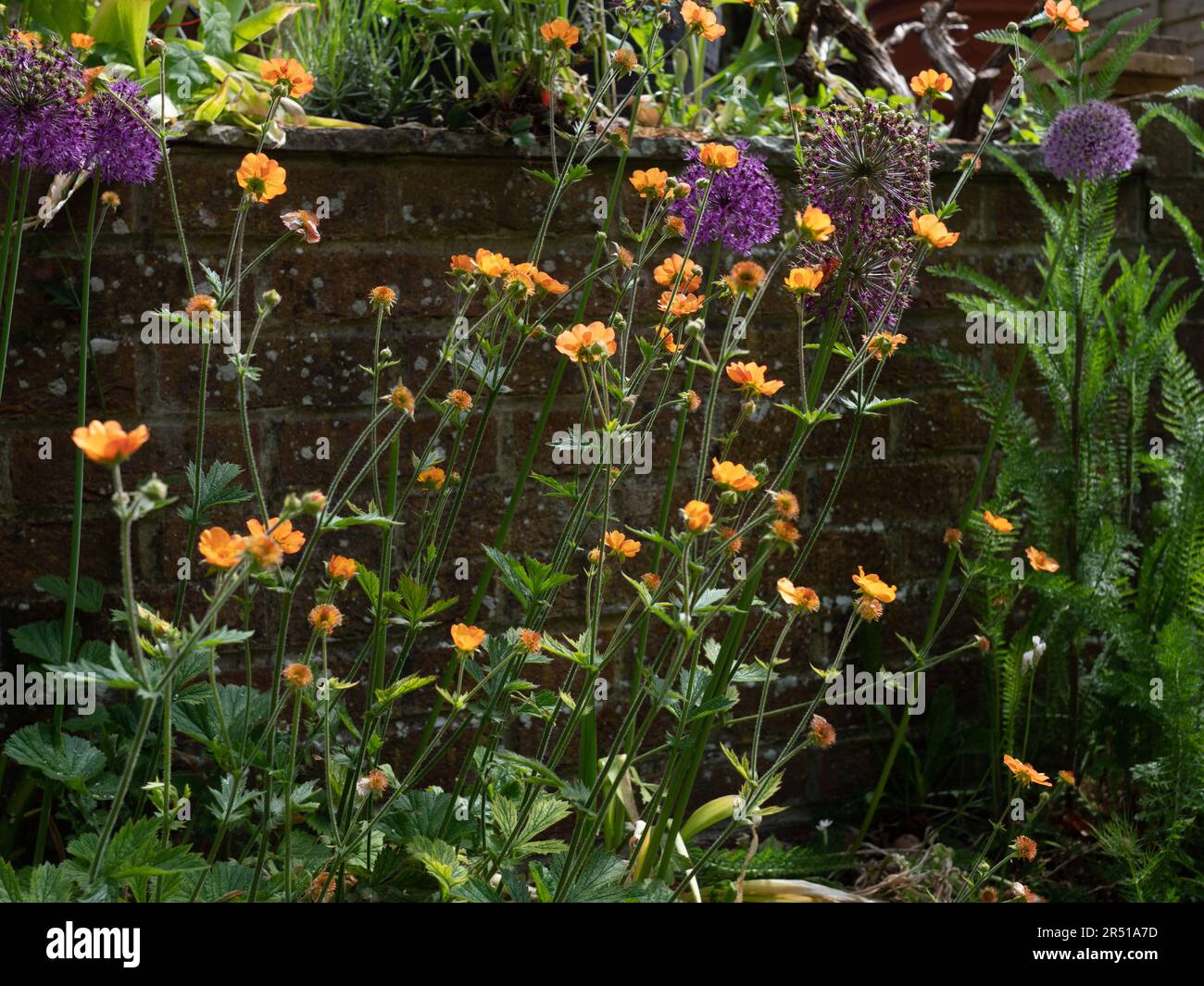 Geums hi-res stock photography and images - Alamy