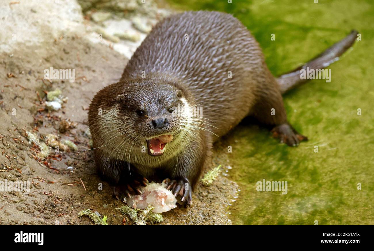 Rostock, Germany. 31st May, 2023. On World Otter Day, the otters at ...