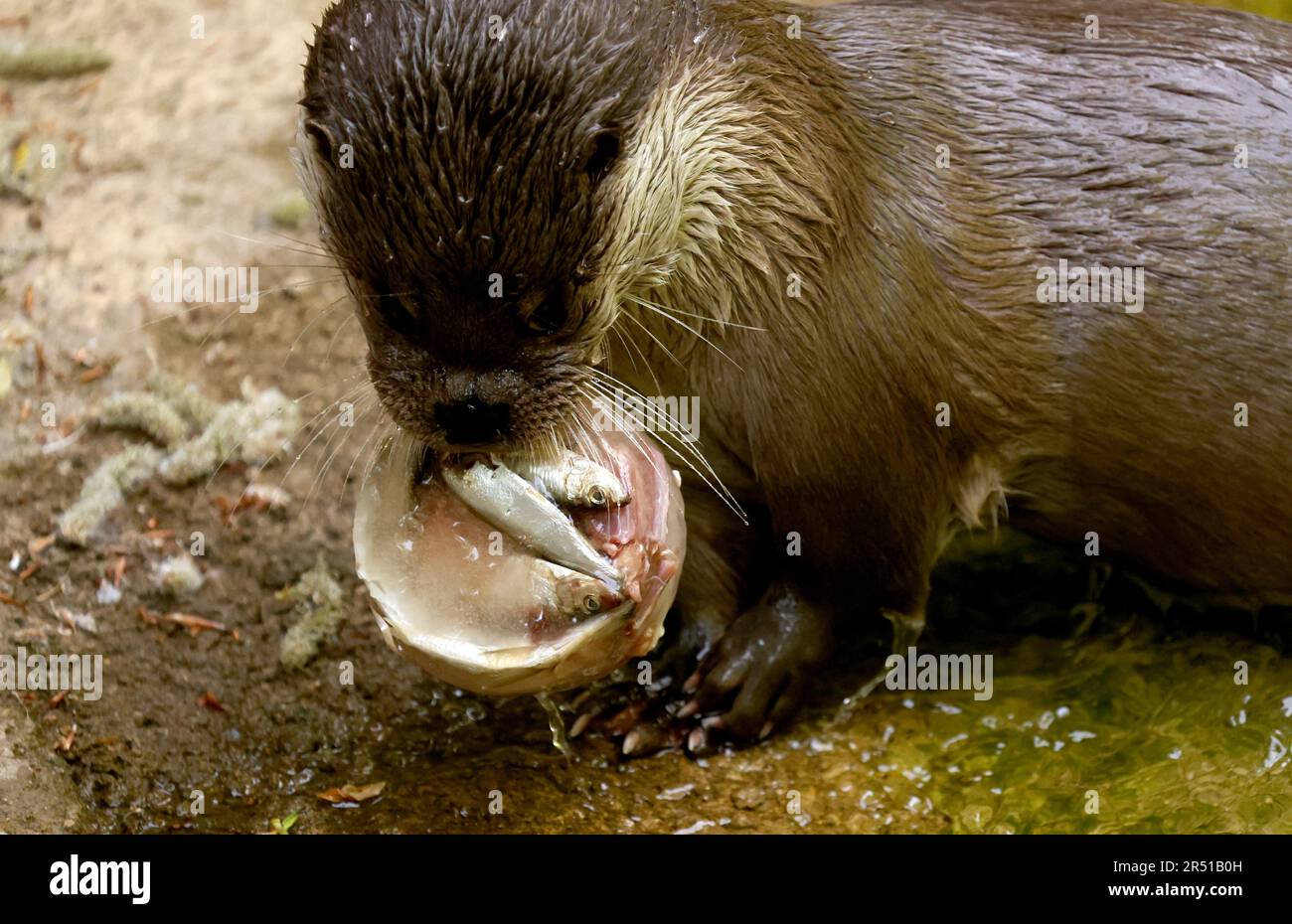 Badger fish hi-res stock photography and images - Alamy