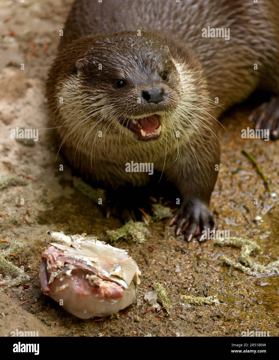 Rostock, Germany. 31st May, 2023. On World Otter Day, the otters at ...