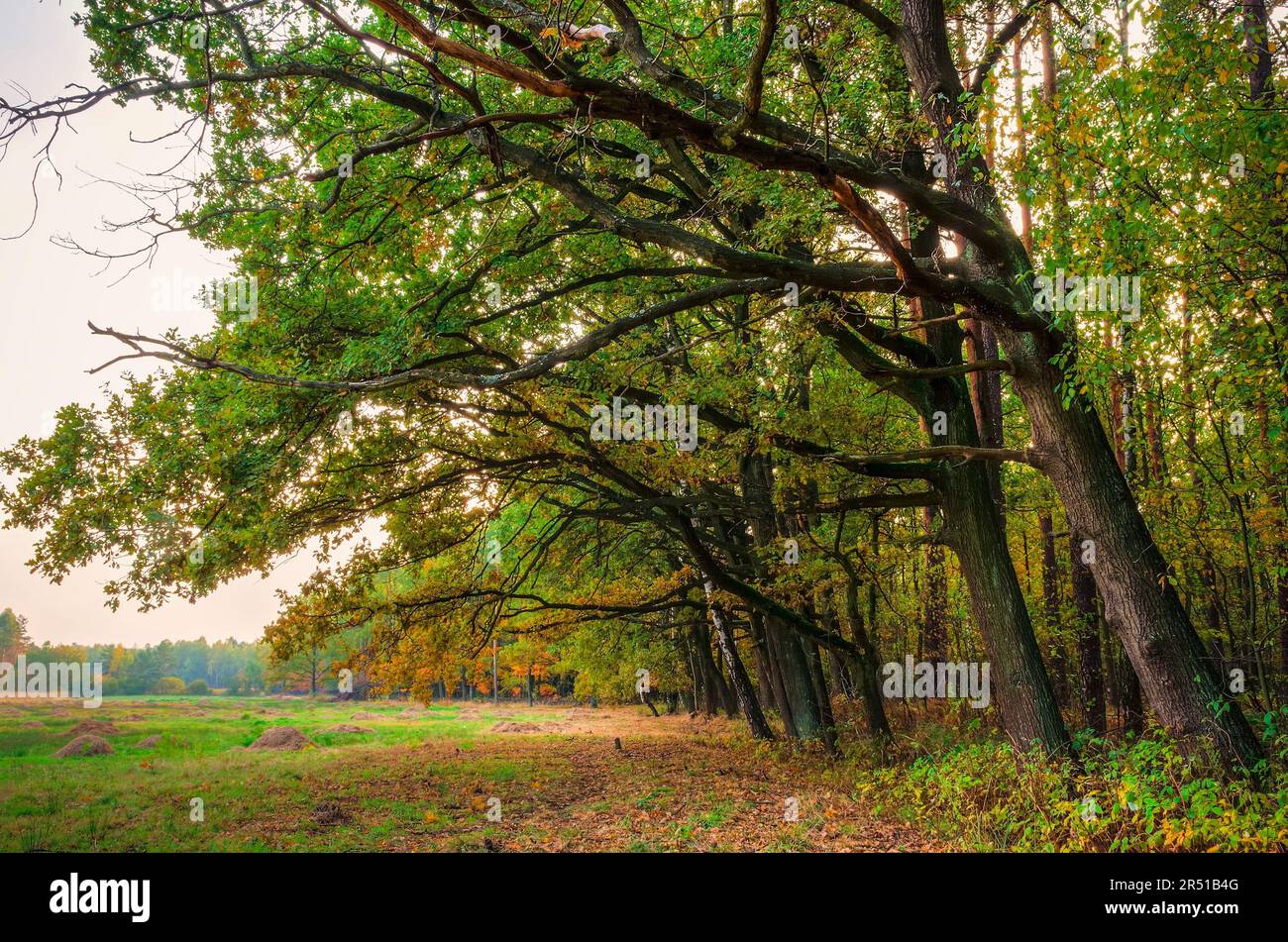 Green forest landscape. Trees and green glade in the forest Stock Photo ...