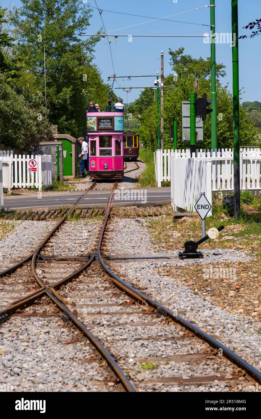 pink open top double decker tram number 11 eleven, Seaton Tramway ...