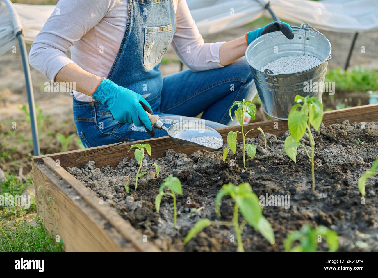 Woman fertilizing pepper seedlings with complex mineral fertilizer ...