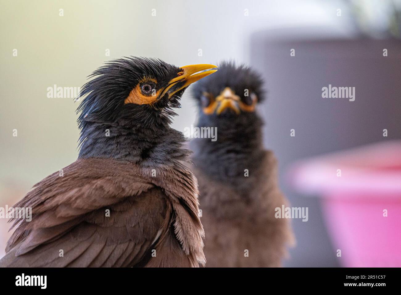 Isolated close up portrait of a single mature common/ Indian myna bird ...