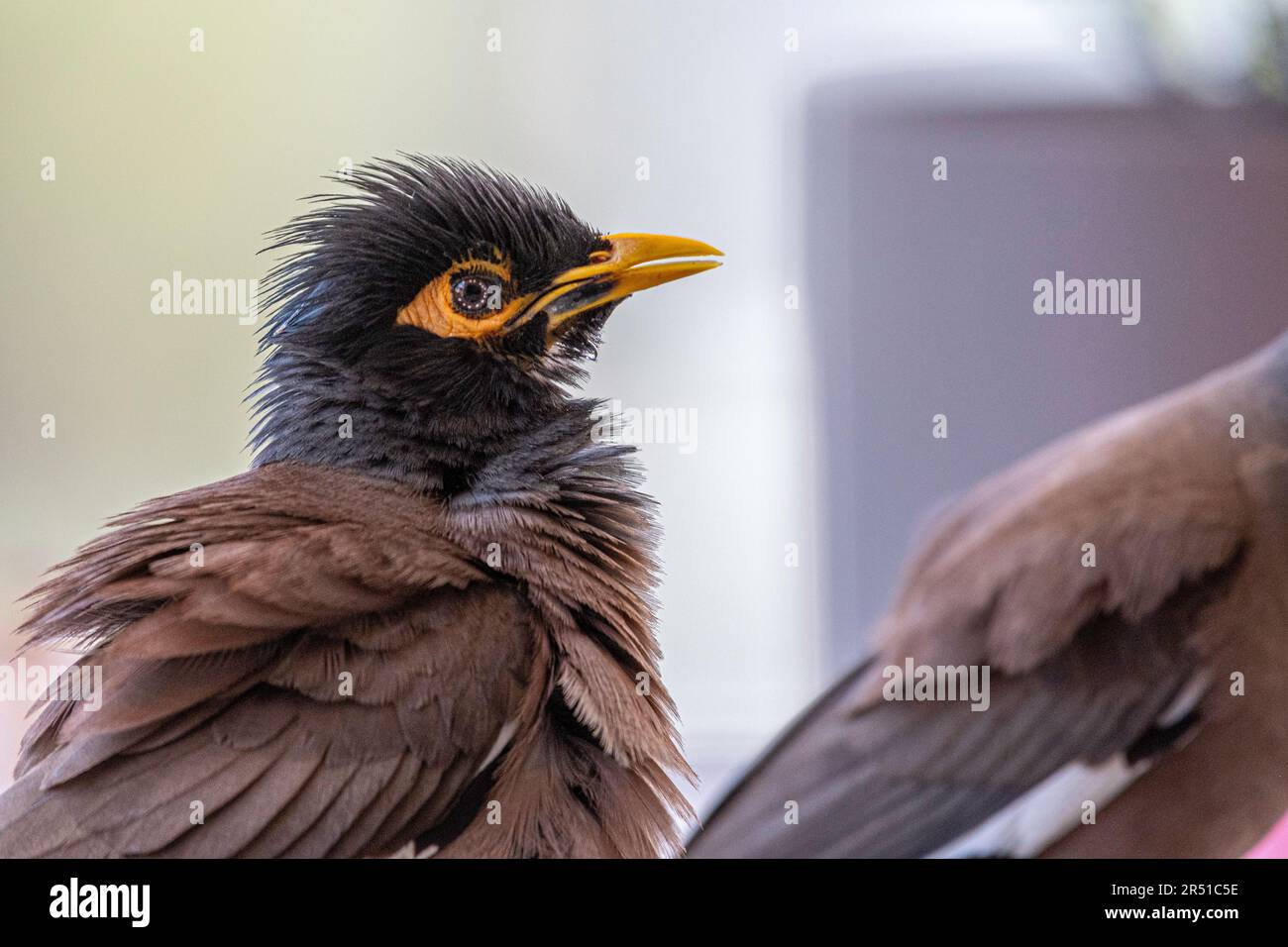 Isolated close up portrait of a single mature common/ Indian myna bird ...