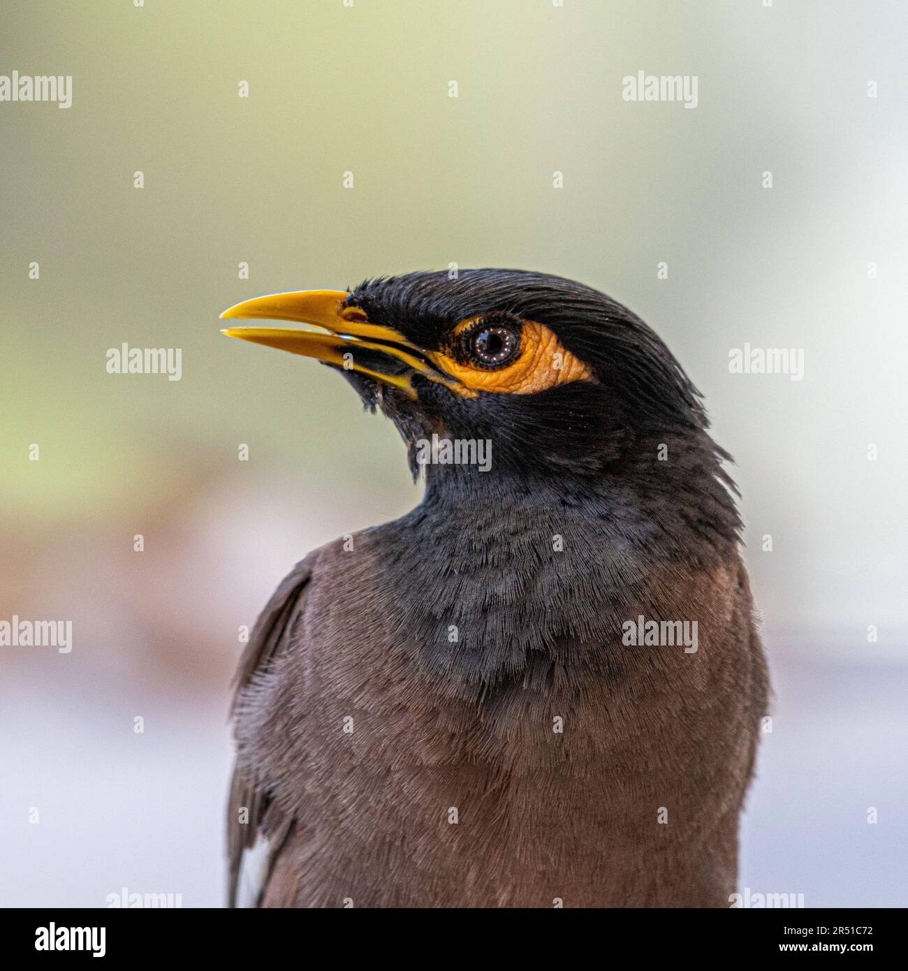 Isolated close up portrait of a single mature common/ Indian myna bird ...
