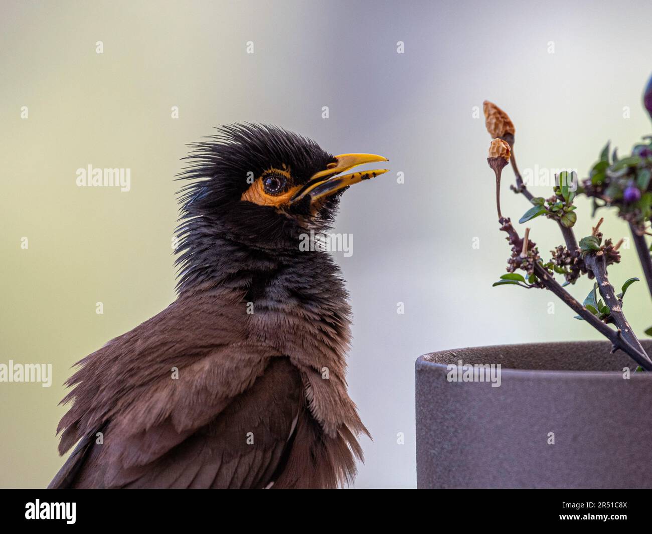 Isolated close up portrait of a single mature common/ Indian myna bird ...