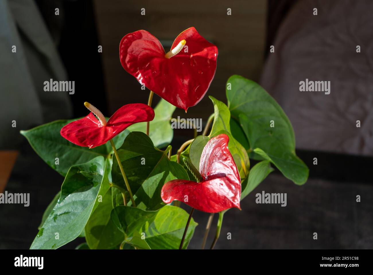 Anthurium buds on black background. Red home flower with a yellow ...