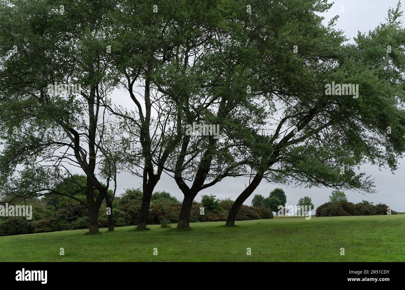 A small group of trees and lawn against overcast sky in the Westwood ...