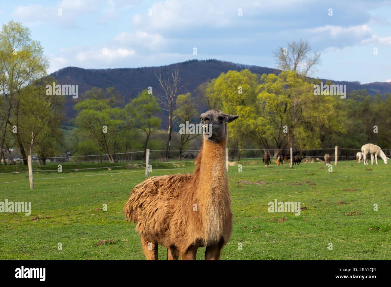 Alpaca on animal fram.High quality photo Stock Photo - Alamy
