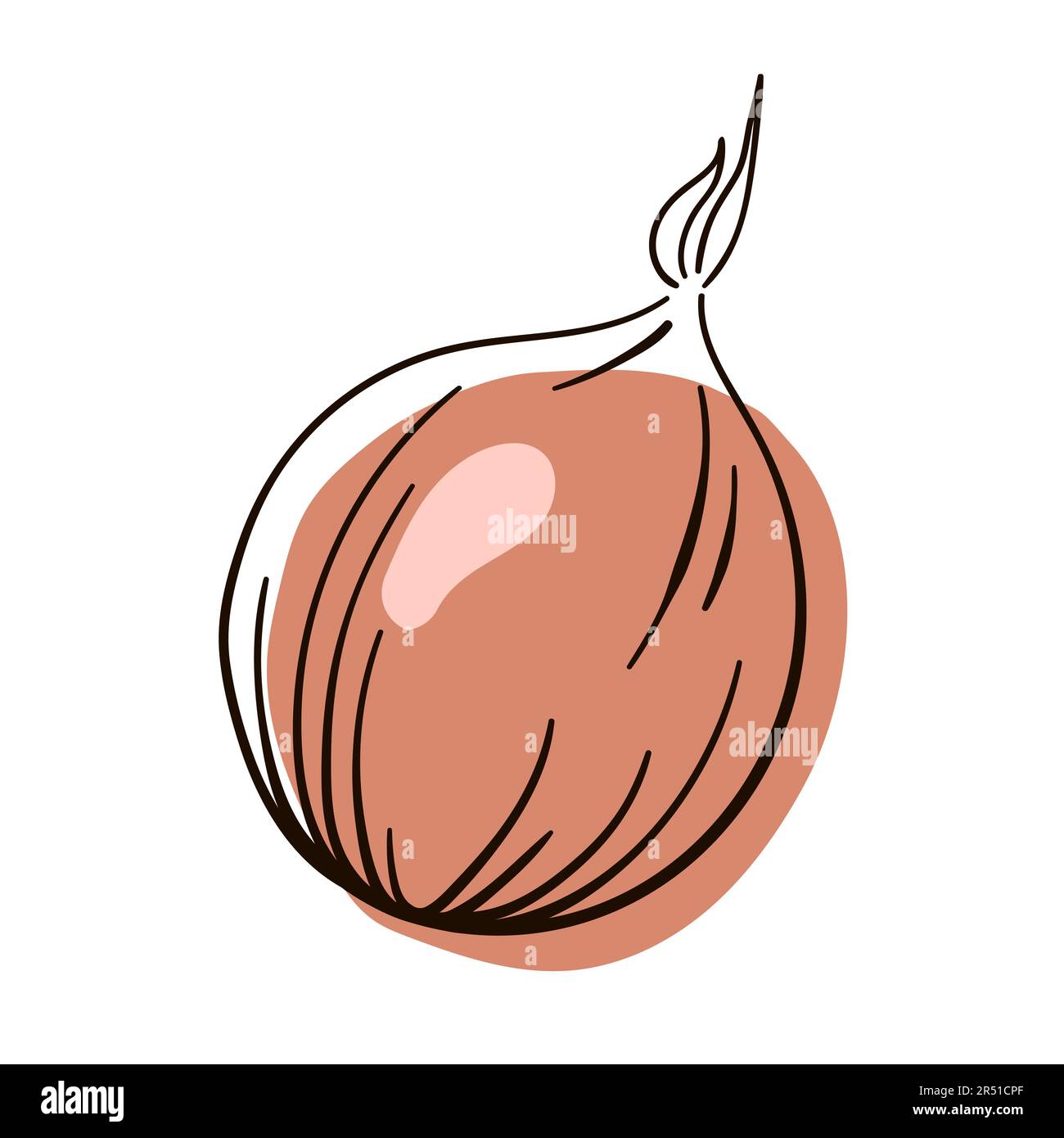 Onion line drawing. Flat illustration of Onion vector isolated on white ...