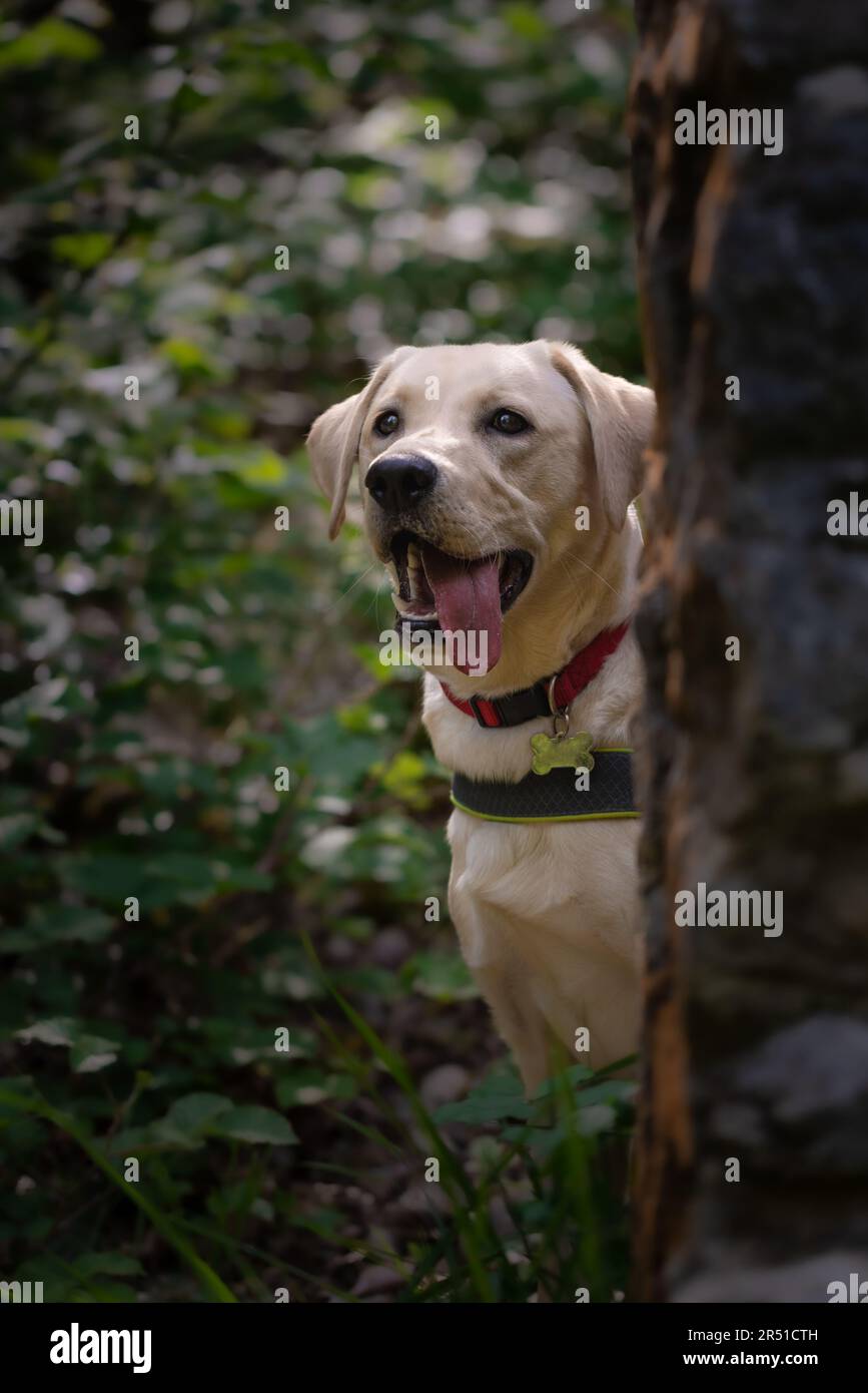 Handsome young golden Labrador Retriever dog on an adventurous walk ...