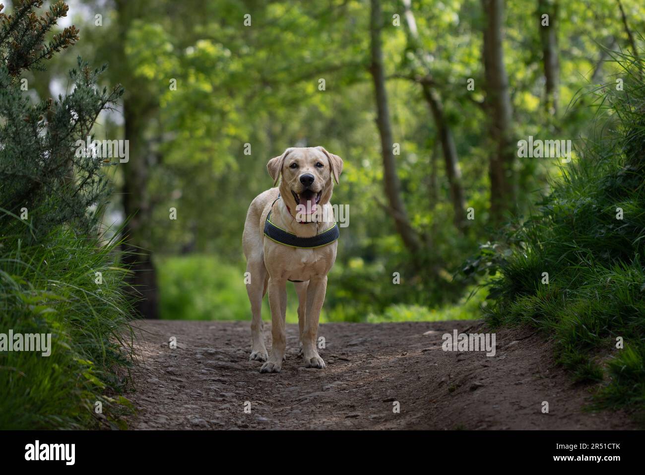 Handsome young golden Labrador Retriever dog enjoying an adventurous ...