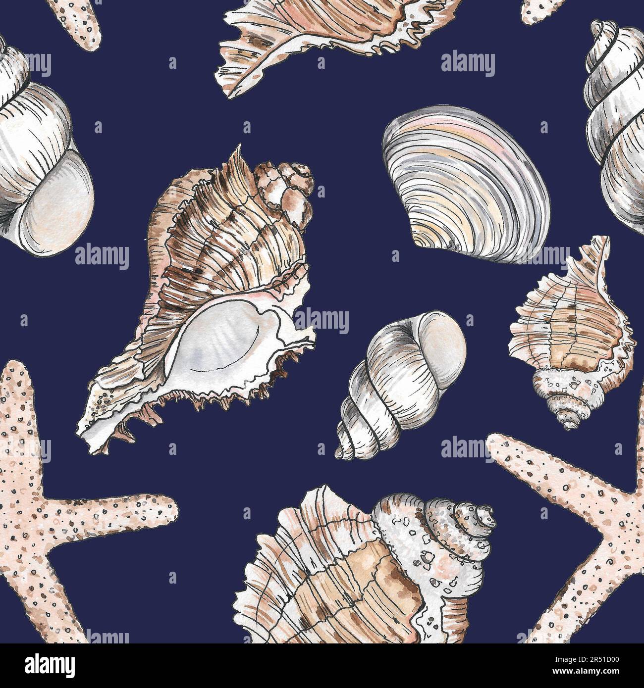 Illustrations object drawing shell seashell hi-res stock photography ...