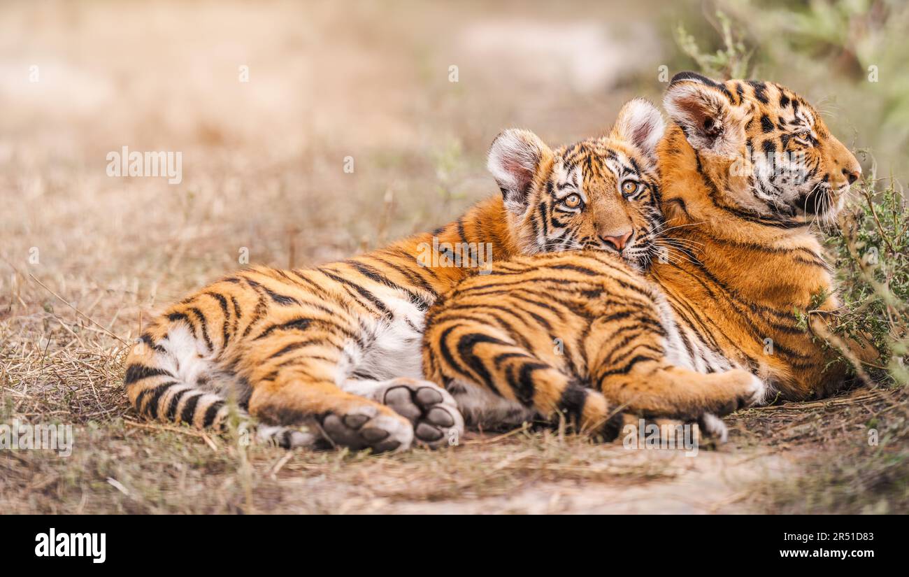 Two tiger cub cute hi-res stock photography and images - Alamy