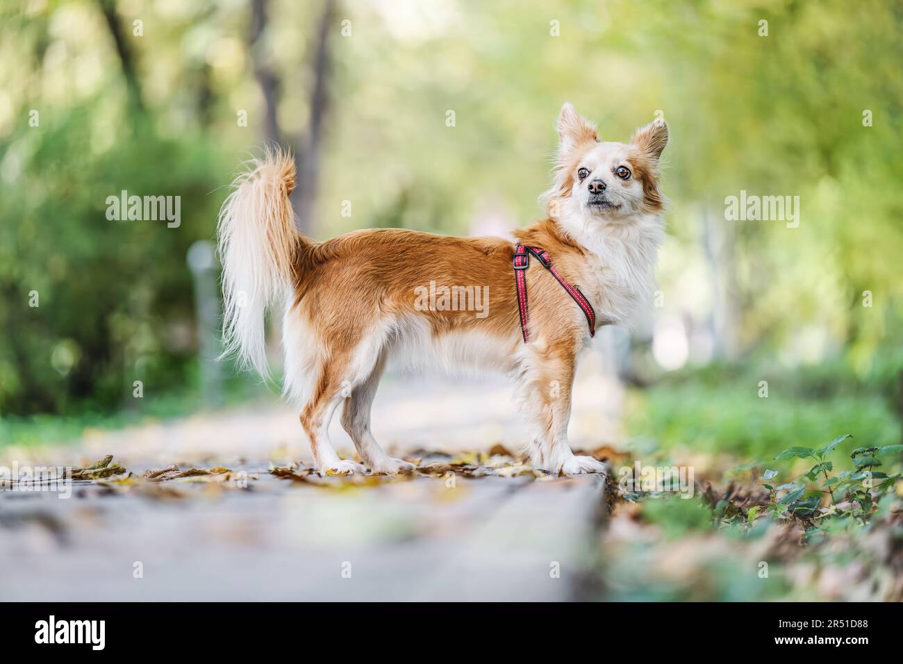dog walking in a summer park and looking happy Stock Photo - Alamy