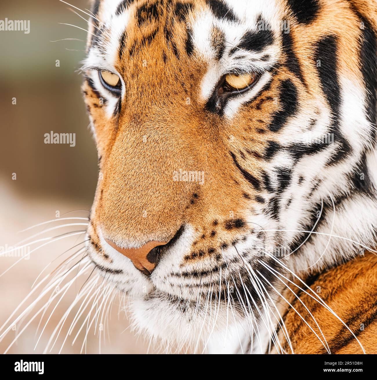 Close up of the face of an Amur Tiger also called a Siberian tiger ...