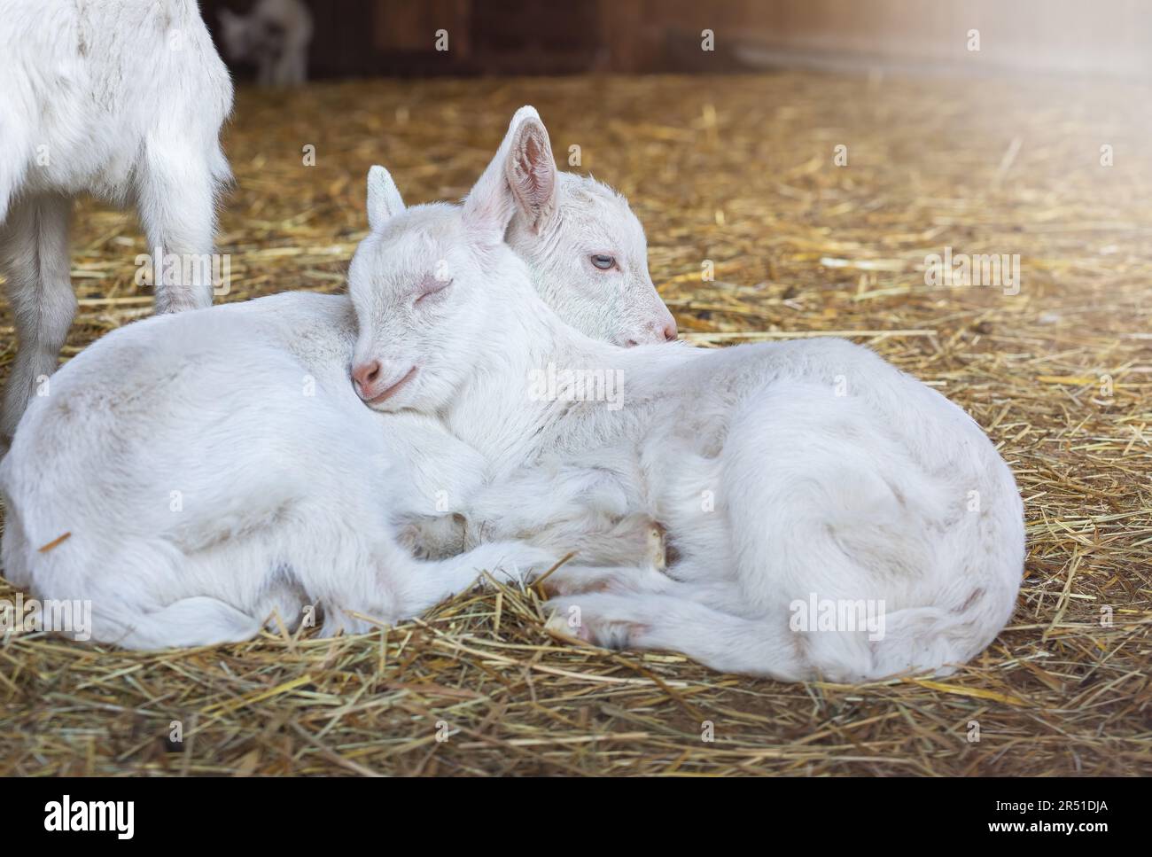Baby goats sleeping on a hay on animal farm Stock Photo - Alamy