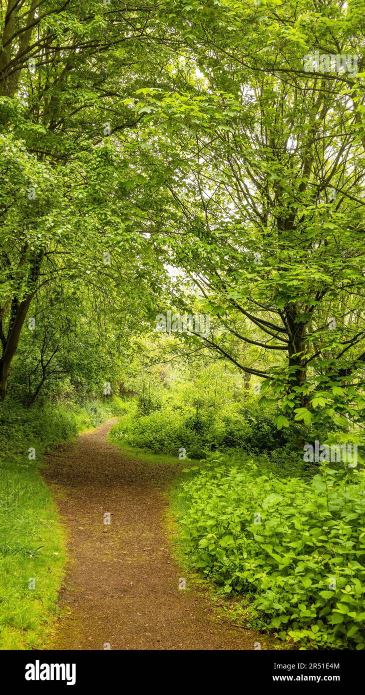 Tree lined path for walking through on a nice sunny day in Arthur Seat ...