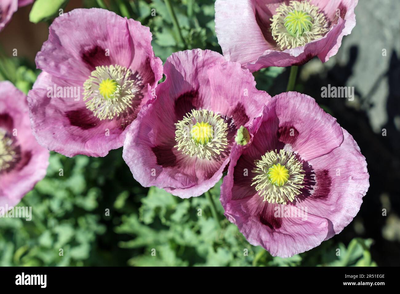 Large domestic purple poppies growing outside a garden wall in ...