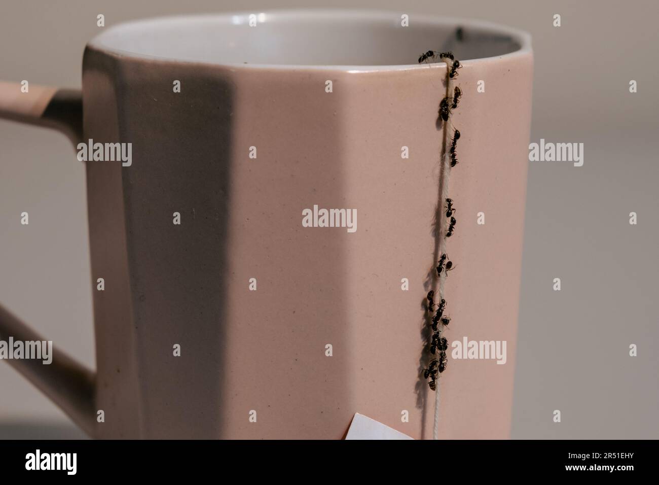 A plague of ants in the kitchen - falling on a cup Stock Photo - Alamy