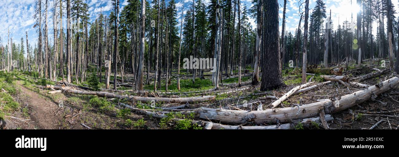 Trail Passing Debris Filled Forest Full of Downed Trees in Crater Lake ...