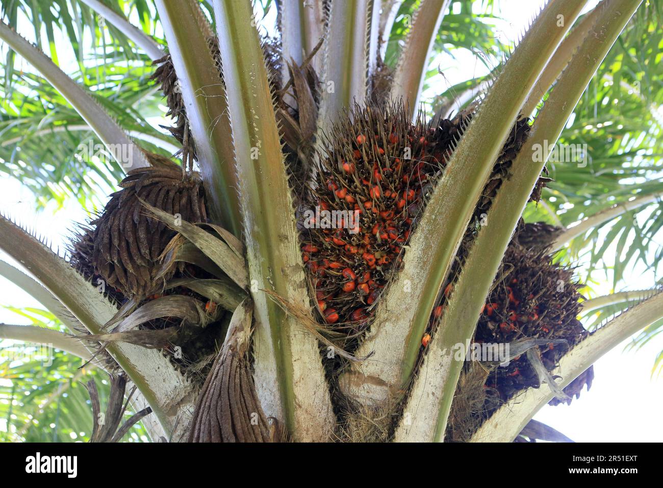 African oil palm tree hi-res stock photography and images - Alamy